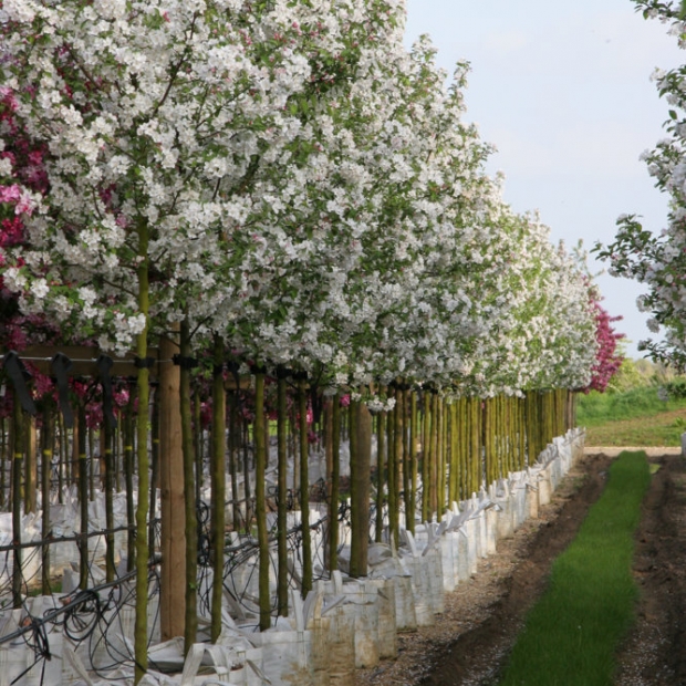 Malus evereste (Crab Apple Evereste) Tree for Sale - Barcham Trees