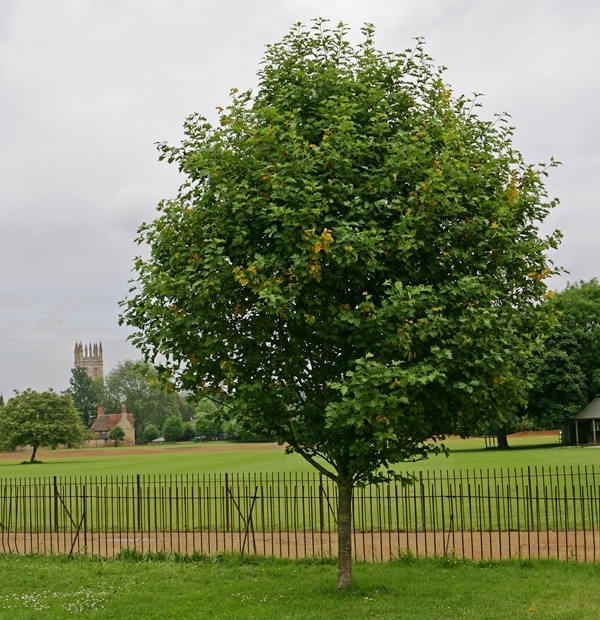 Sorbus torminalis (Wild Service) Tree for Sale - Barcham Trees
