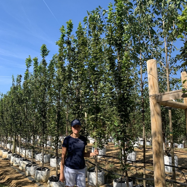 Hornbeam - Barcham Trees