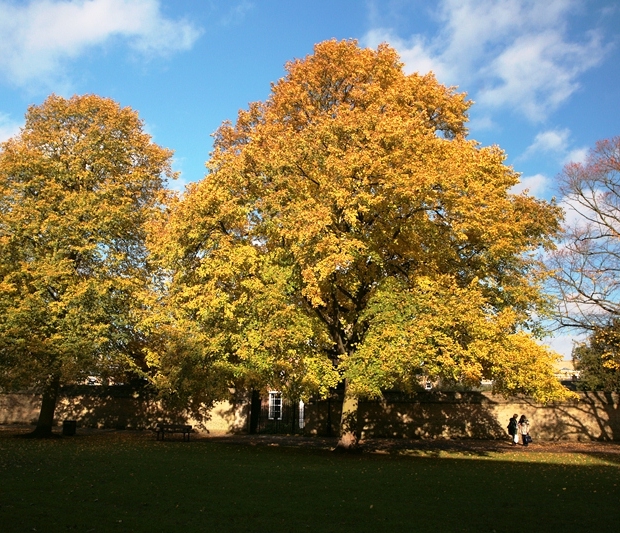 European Common Lime - Barcham Trees