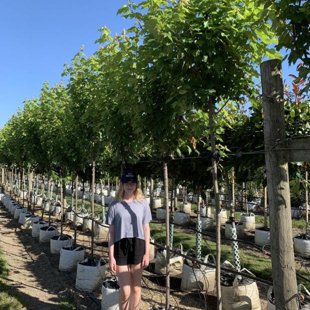 Bowhall Red Maple - Barcham Trees