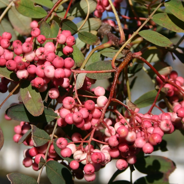 Sorbus hupehensis (Chinese rowan) Tree for Sale - Barcham Trees