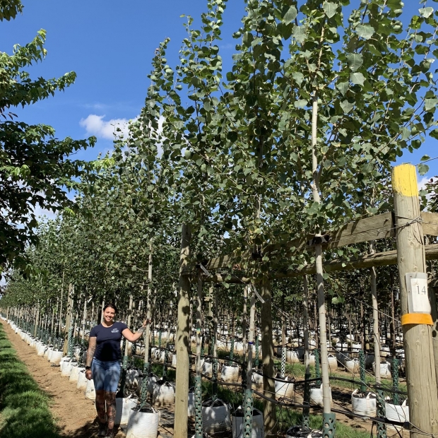 Populus tremula (Trembling Aspen) Tree for Sale - Barcham Trees
