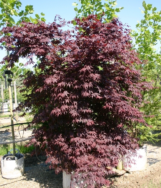 Purple Japanese Maple - Barcham Trees