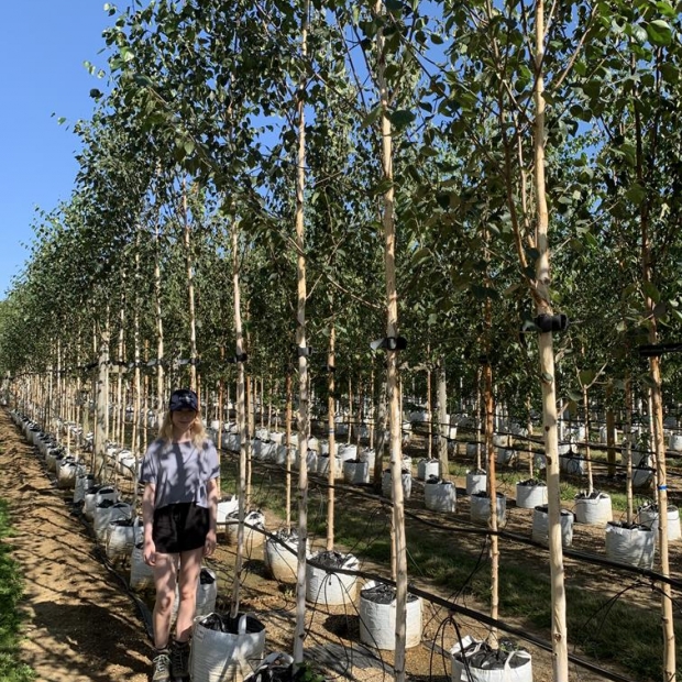 Himalayan Birch - Barcham Trees