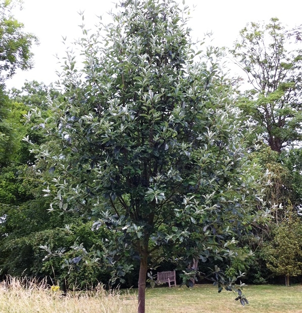 Whitebeam Magnifica - Barcham Trees