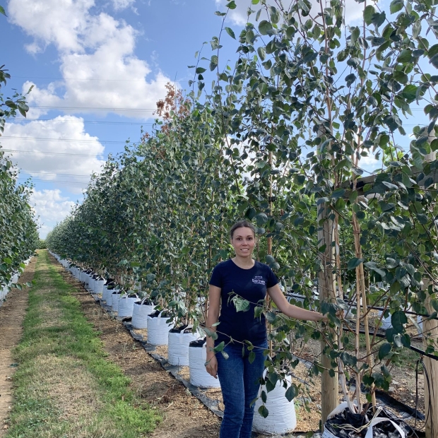 Himalayan Birch - Barcham Trees