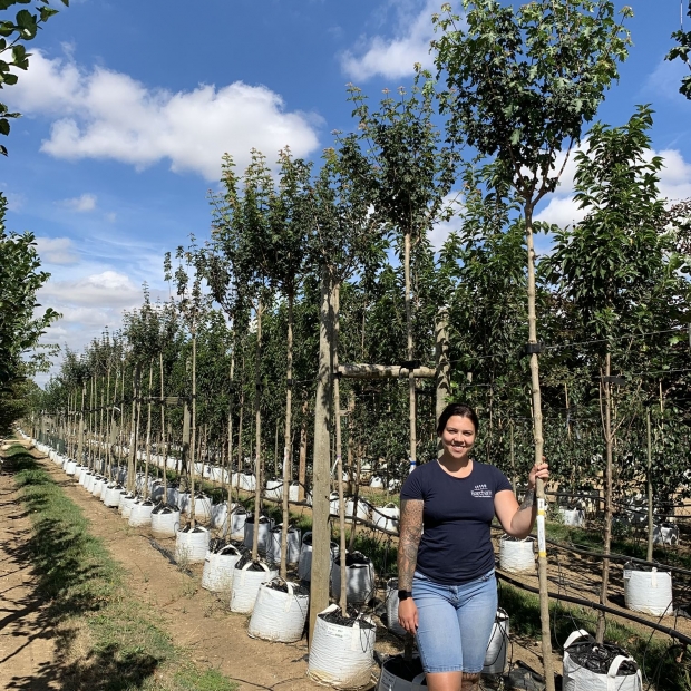 Field Maple Nanum, Dwarf Field Maple, Mop Head Field Maple - Barcham Trees