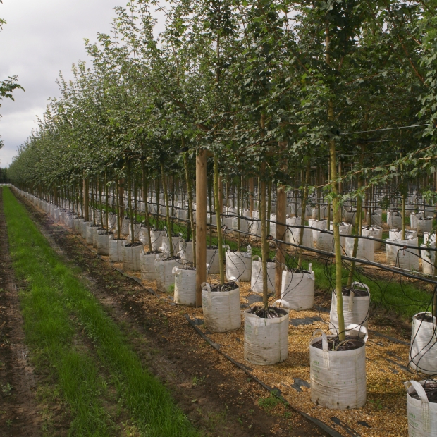 Field Maple, Common Maple - Barcham Trees