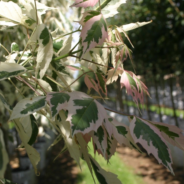 Variegated Box Elder - Barcham Trees