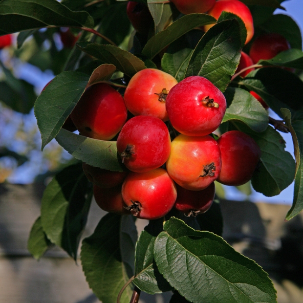 Malus Red Sentinel (Red Sentinel Crab Apple) Tree for Sale - Barcham Trees