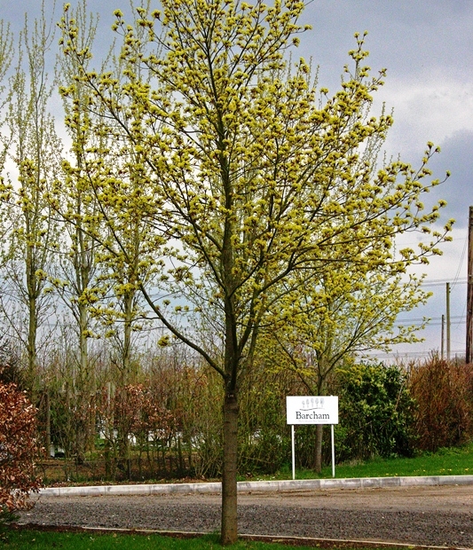 Deborah Norway Maple - Barcham Trees