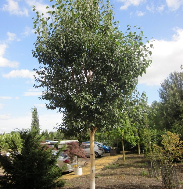 Betula albosinensis Fascination (Chinese Red Birch) for Sale - Barcham ...