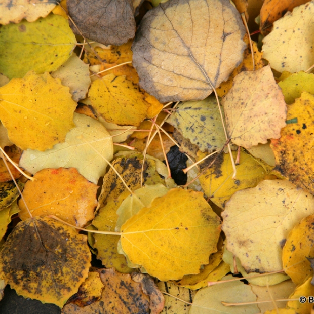 Populus tremula (Trembling Aspen) Tree for Sale - Barcham Trees