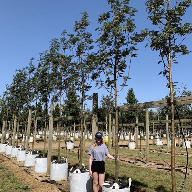 Rowan Cardinal Royal, Mountain Ash Cardinal Royal - Barcham Trees