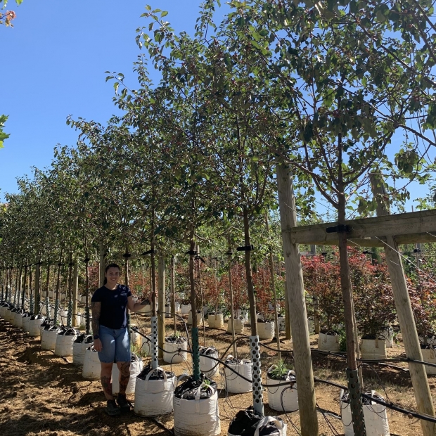 Malus Rudolph (Crab Apple Rudolph) Tree for Sale - Barcham Trees