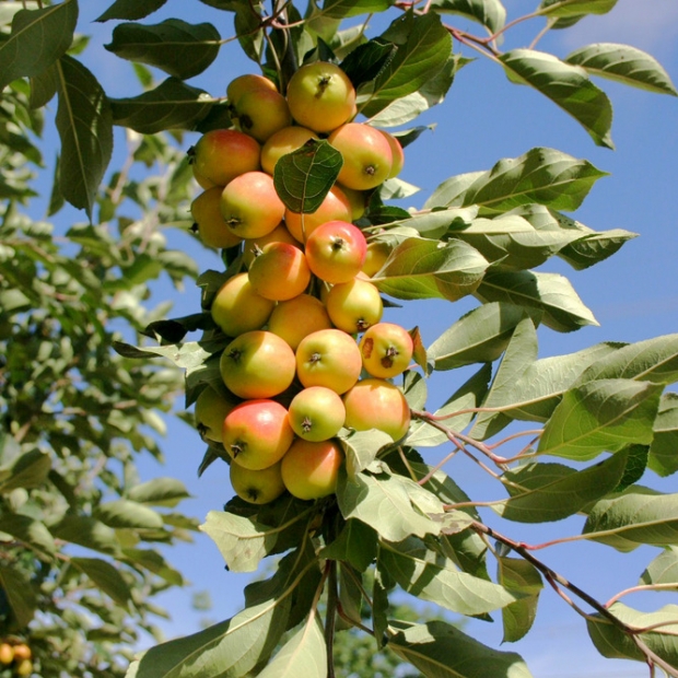 Malus Crab Apple John Downie Tree for Sale - Barcham Trees