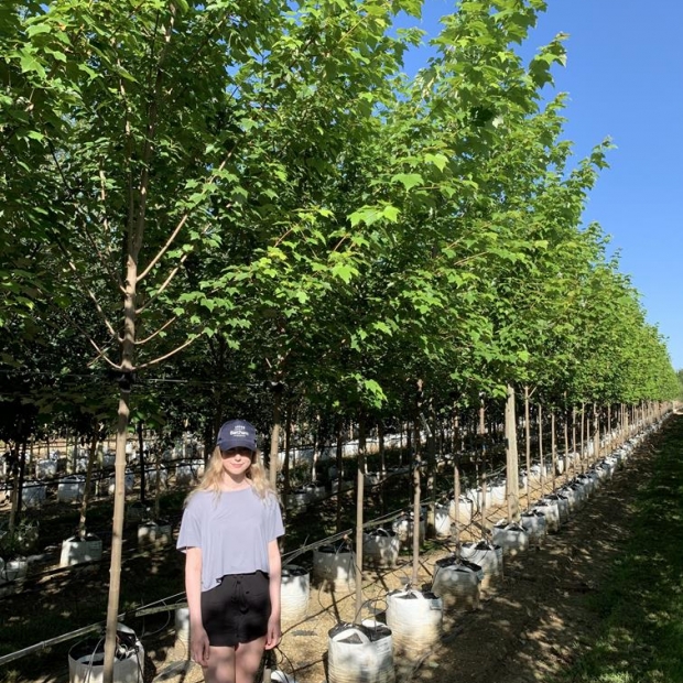 Acer rubrum Scanlon (Canadian Maple) Tree for Sale - Barcham Trees