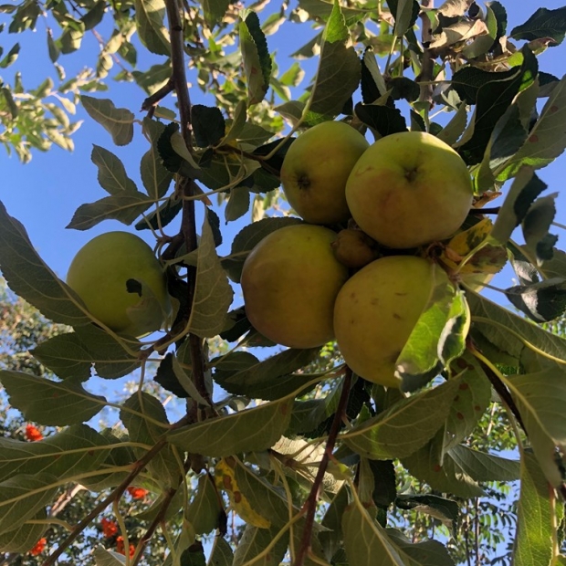 Elstar Apple - Barcham Trees