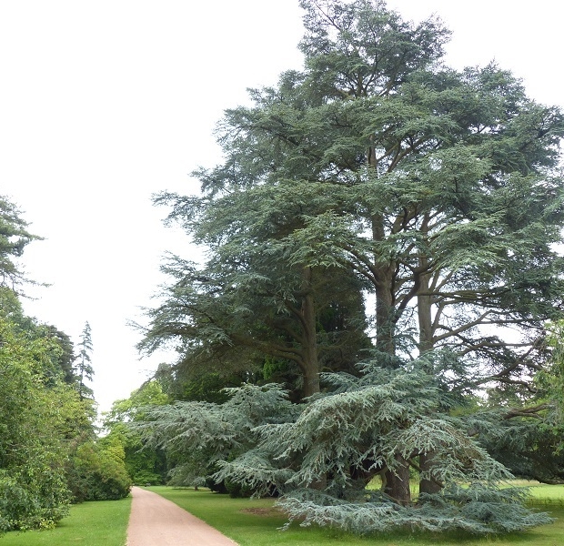 Cedrus atlantica (Blue Atlas Cedar) for Sale - Barcham Trees