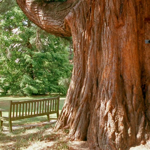 Wellingtonia (Sequoiadendron giganteum) Tree for Sale - Barcham Trees
