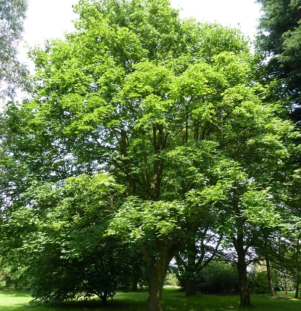 Acer platanoides (Norwegian Maple) Tree for Sale - Barcham Trees