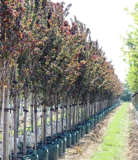 Purple Plum Crimson Point - Barcham Trees