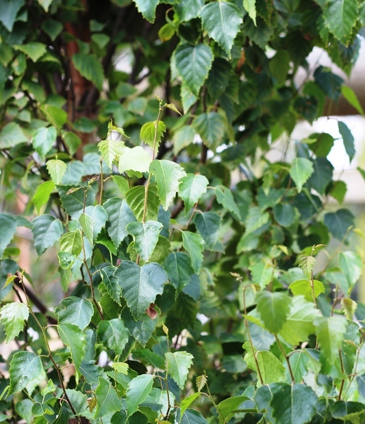 Upright Birch - Barcham Trees