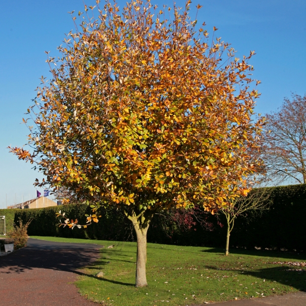 Whitebeam - Barcham Trees