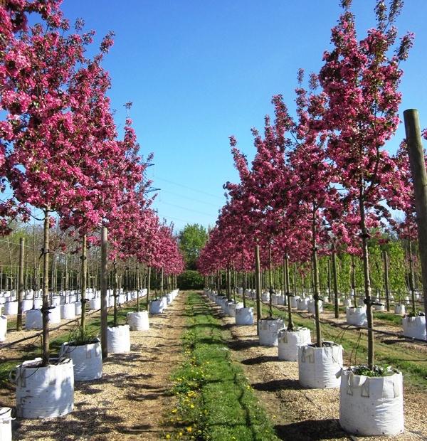Malus Rudolph (Crab Apple Rudolph) Tree for Sale - Barcham Trees