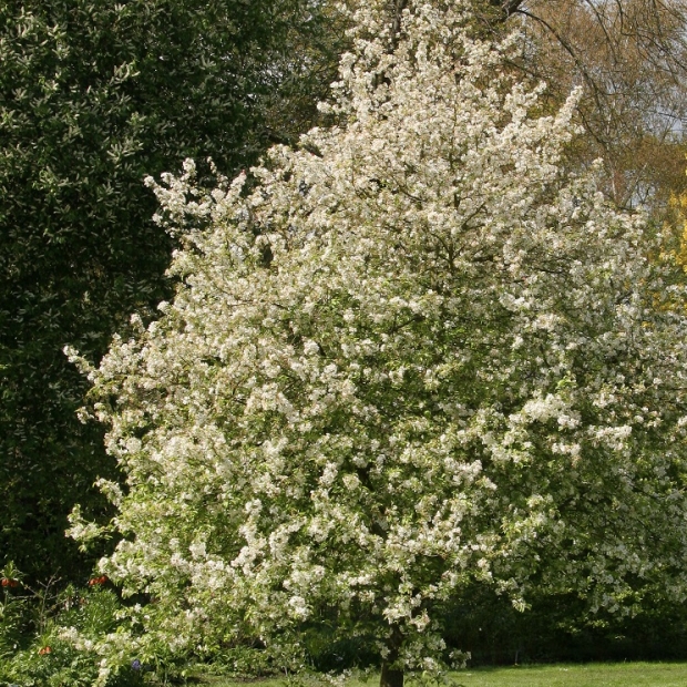 Malus evereste (Crab Apple Evereste) Tree for Sale - Barcham Trees