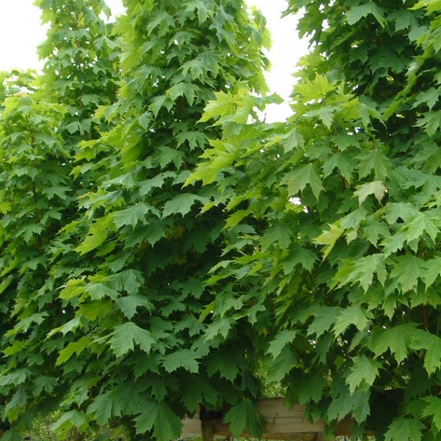 Column Norway Maple - Barcham Trees