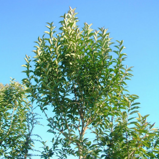 Ligustrum japonicum (Japanese Privet) Tree for Sale - Barcham Trees