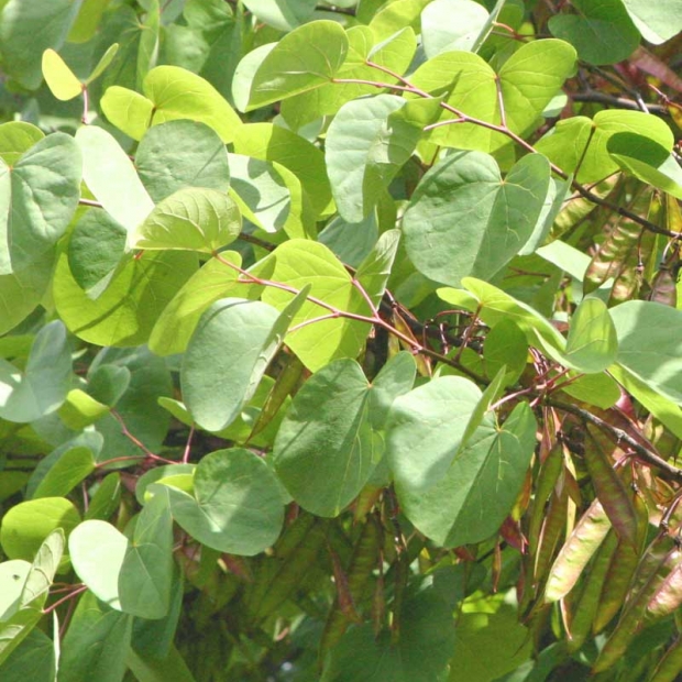 Cercis siliquastrum (Judas Tree) for Sale - Barcham Trees
