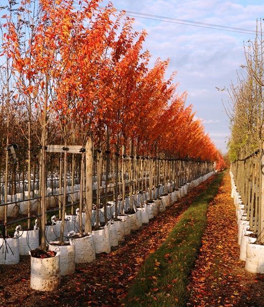 Prunus Umineko (Prunus Snow Goose) Tree for Sale - Barcham Trees