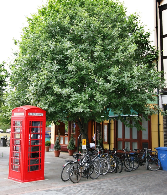 Sorbus aria Lutescens (Whitebeam) Tree for Sale - Barcham Trees