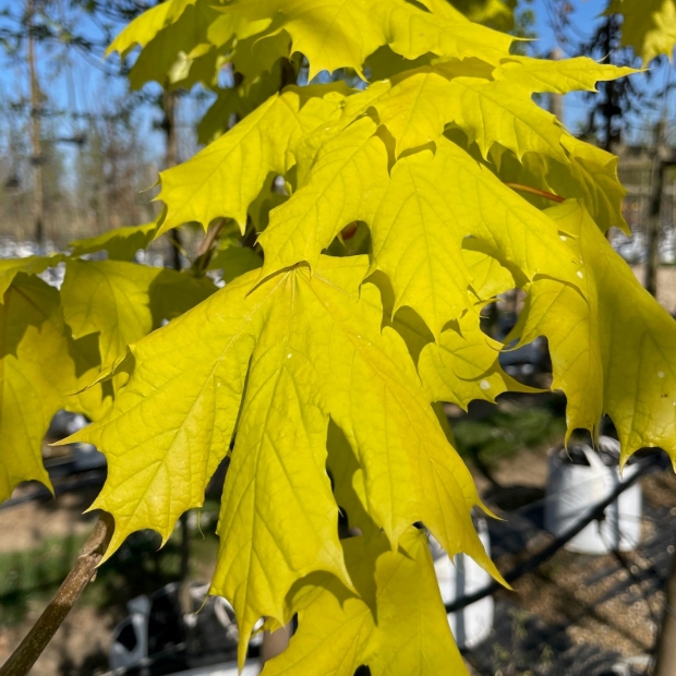 Norway Maple Princeton Gold - Barcham Trees