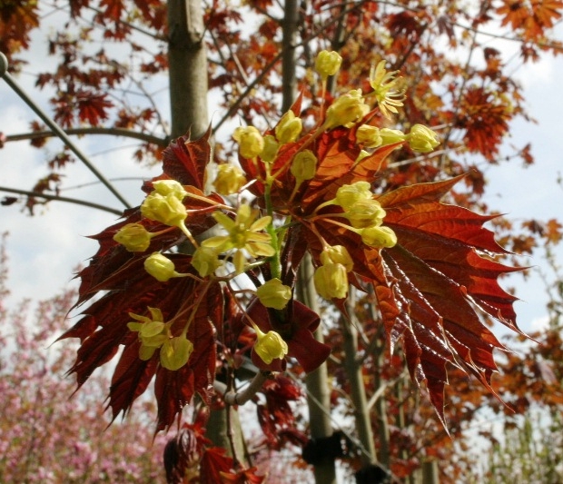Deborah Norway Maple - Barcham Trees