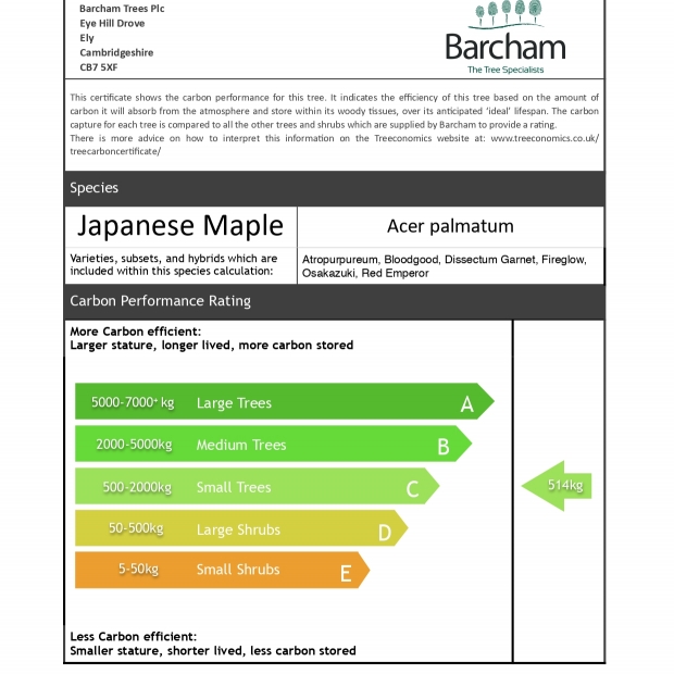 Acer palmatum multi stem Tree for Sale - Barcham Trees