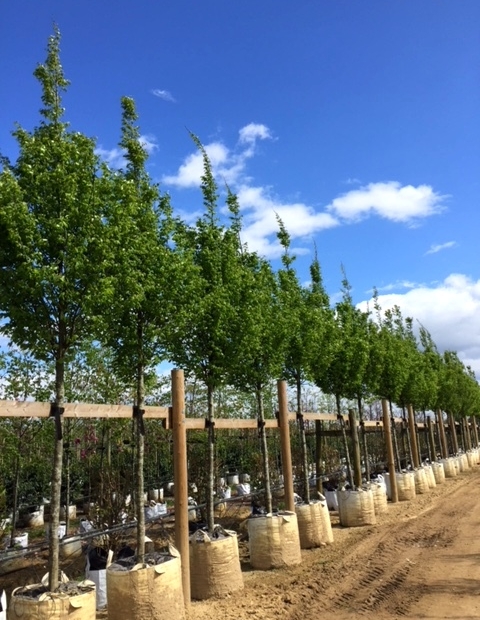 Carpinus betulus Fastigiata (Upright Hornbeam) for Sale - Barcham Trees