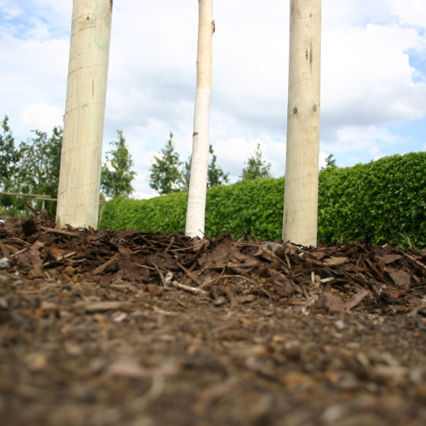 Planting Kit - Barcham Trees