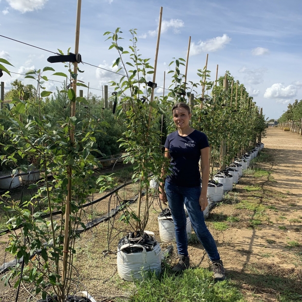 Amelanchier arborea Robin Hill (Juneberry) multi-stem - Barcham Trees
