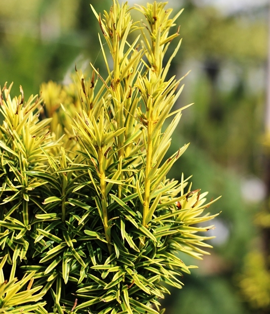 Golden Irish Yew - Barcham Trees