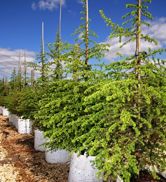 Cedrus atlantica (Atlas Cedar) Tree for Sale - Barcham Trees