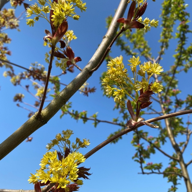 Deborah Norway Maple - Barcham Trees