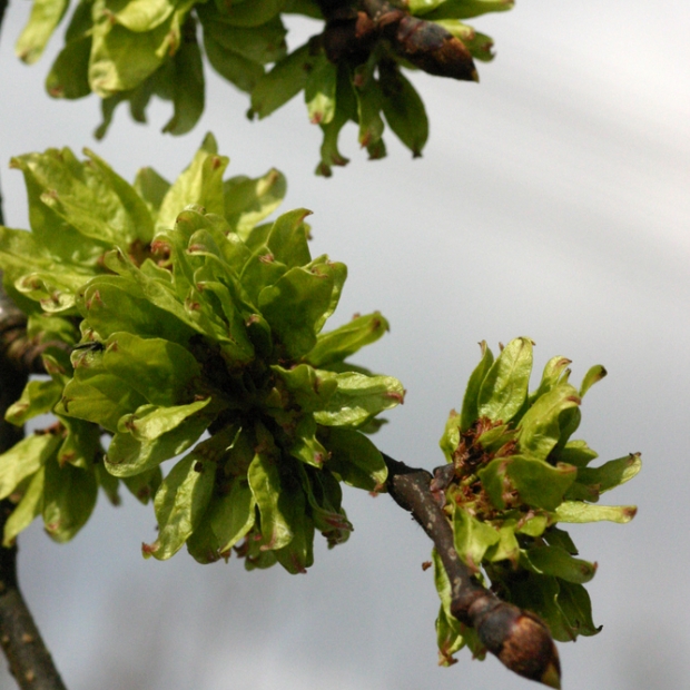 Camperdown Elm (Ulmus glabra Camperdownii) for Sale - Barcham Trees