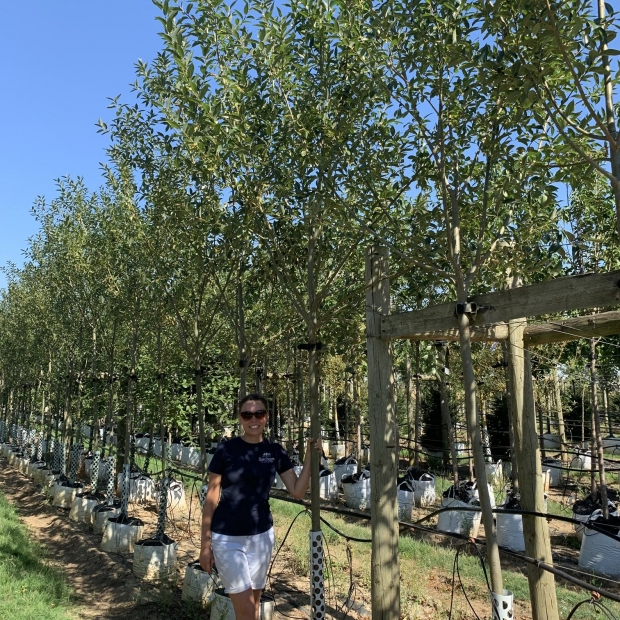 Bay Willow, Bay-leaved Willow, Laurel Willow - Barcham Trees