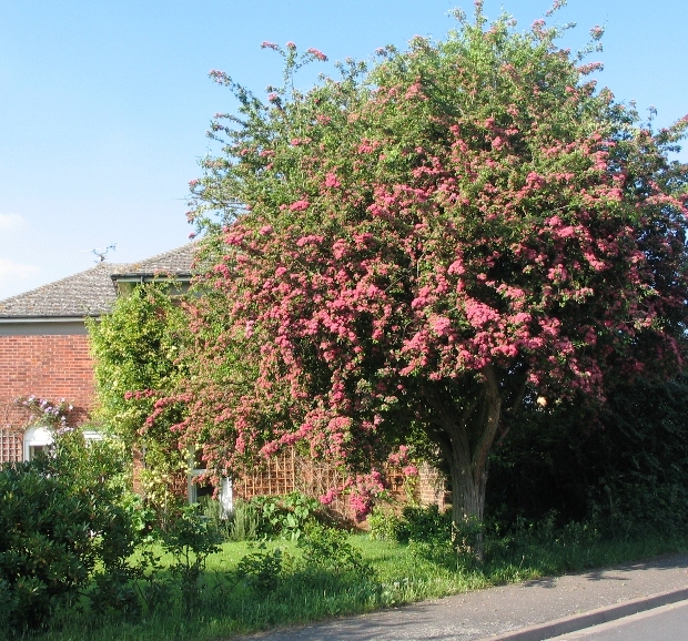 Crataegus laevigata Hawthorn Paul's Scarlet for Sale - Barcham Trees