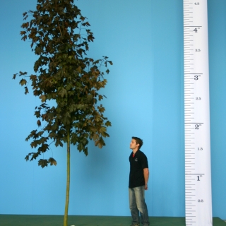 Royal Red Norway Maple - Barcham Trees