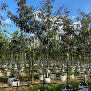 Honey Locust Ruby Lace - Barcham Trees